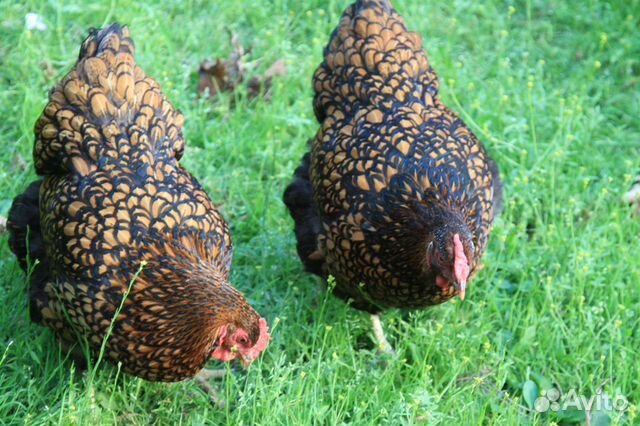 Легбары, Веандоты, Мараны