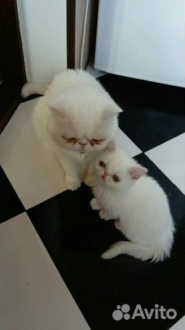 Котик экзотик