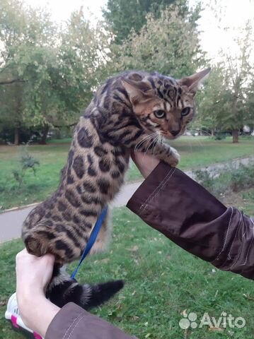 Бенгальское счастье