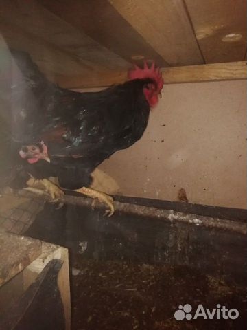 Инкубационное яйцо барневельдер