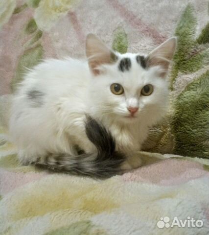 Ищем дом малышу котенку Лоренсу