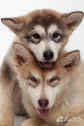 Красно-белые, серо-белые, черно-белые щенки маламу