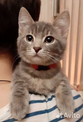 Котенок Фелиса