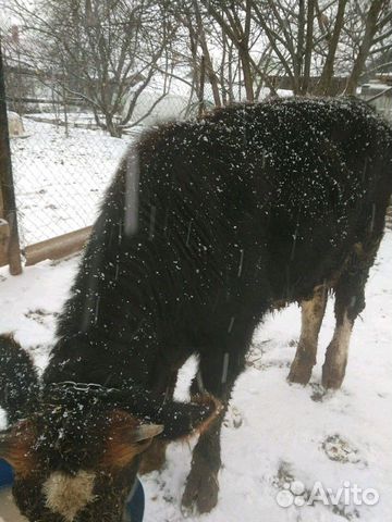 Продам быка на мясо
