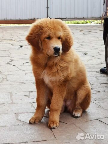 Тибетский Мастиф