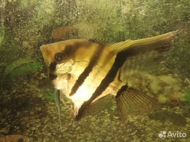 Отдаю скалярию полосатую