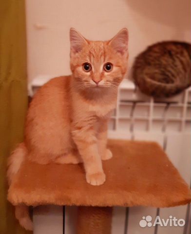 Котенок Скай