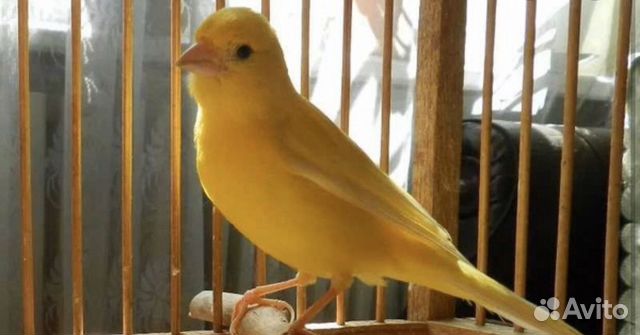Канарейки элитные певчие