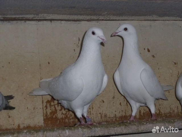 Голуби чехи белые сиреневые серебристые
