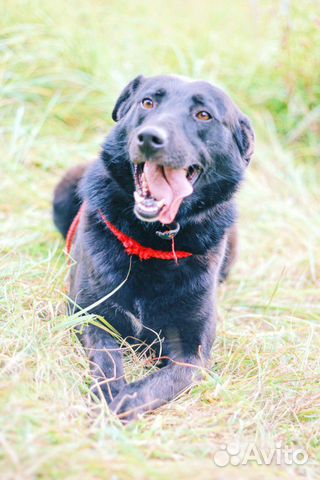 Умна собака Герда ищет дом