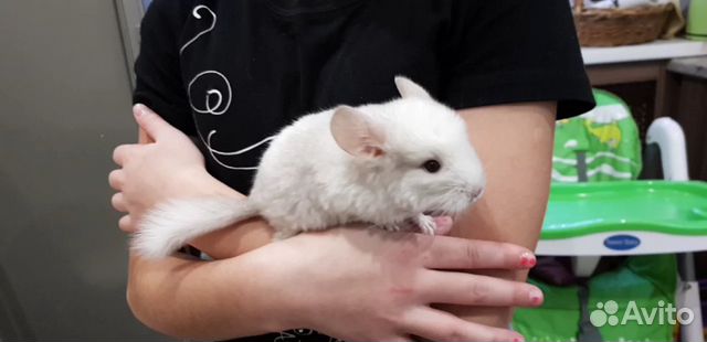 Шиншилла