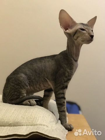 Котёнок петерболд