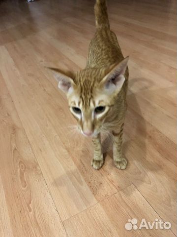 Кот ориентал