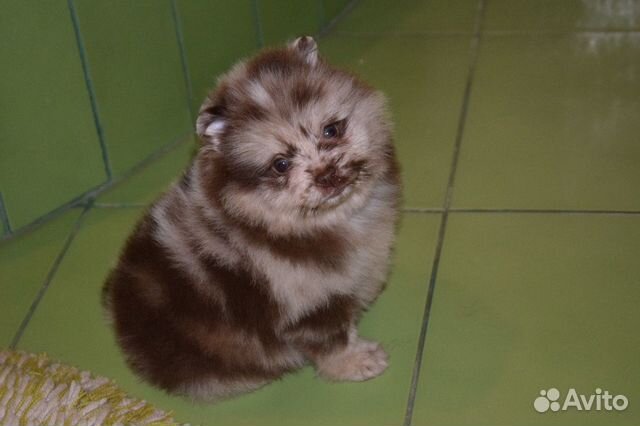 Разноцветное счастье