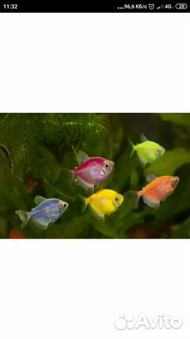 Тернеции (Glo-Fish)