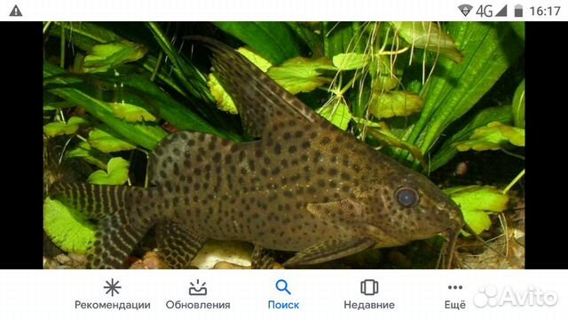 Сом перевёртыш