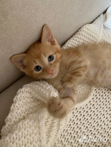 Особенный котёнок Мистер Лапкин