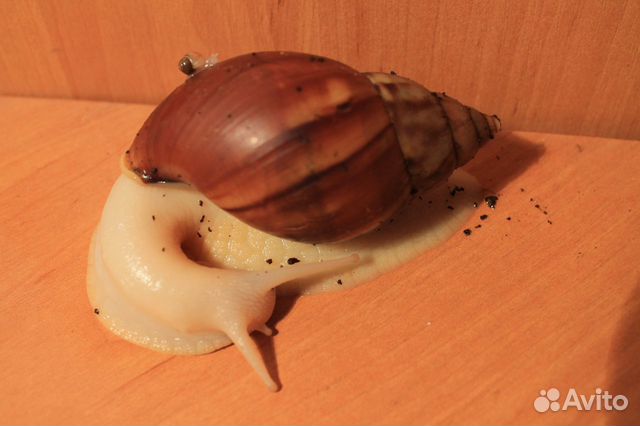 Ахатина ретикулята