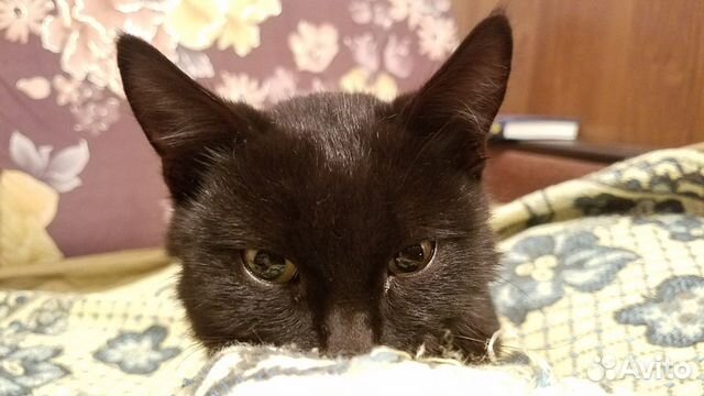 Ласковый котёнок в добрые ручки