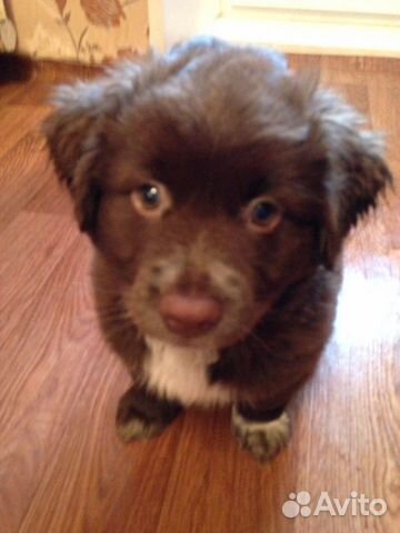 Щенки 2 месяца