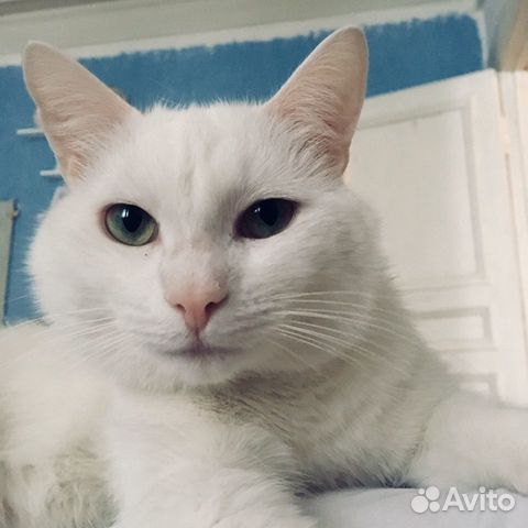 Кот Лень
