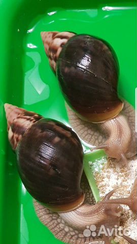 Улитка Ахатина Фулика стандарт
