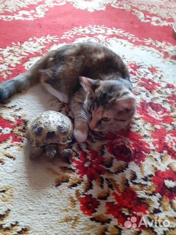 Продам черепаху с домиком