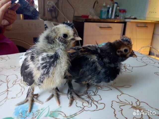 Цыплята барневельдера