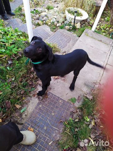 Бездомный щенок лабрадора