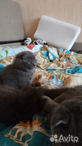 Набитные котятки-медвежатки