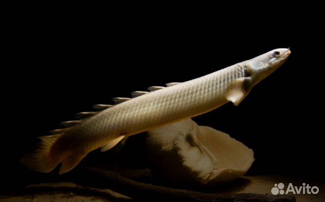 Полиптерус И метинисы