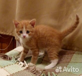 Отдам рыжего котёнка