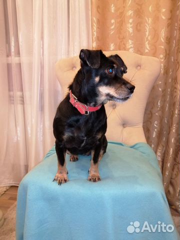 Жужа 3 года 30 см