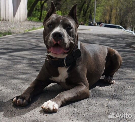 Щенки амстаффтерьера