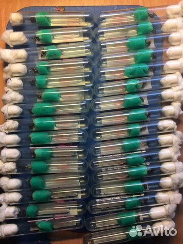 Муравьи Lasius Niger