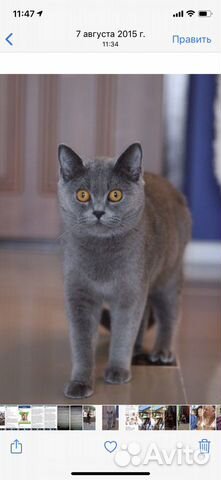 В добрые руки британскую кошку