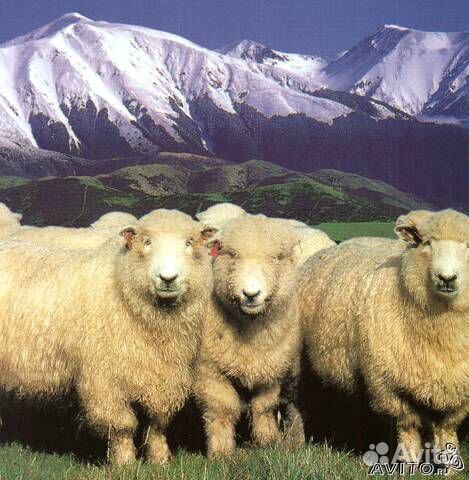 Бараны и Овцы (Мясо и Разведение)