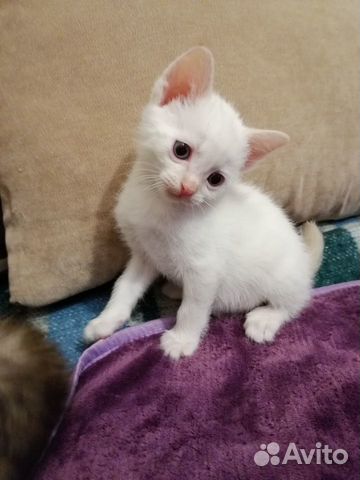 Котята метисы корниш рекса в добрые руки
