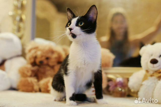 Котенок Кася
