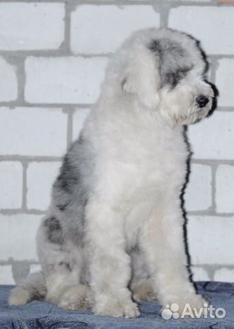 Предлагается мальчик бобтейл