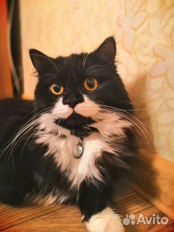 В добрые ручки 2 маленьких котёнка