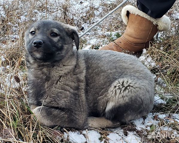 Малыш Жан Поль ищет семью
