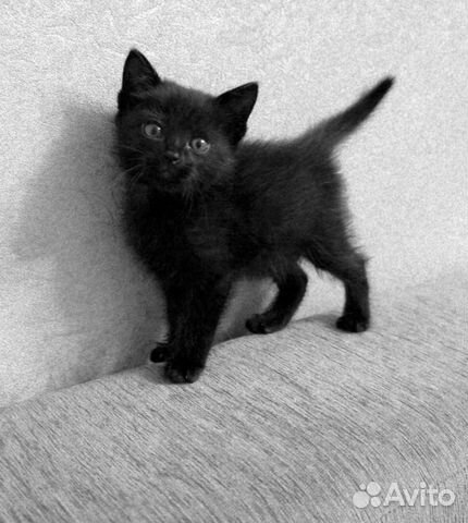 Котенок. 2 черных, 2 серых. 1 белый