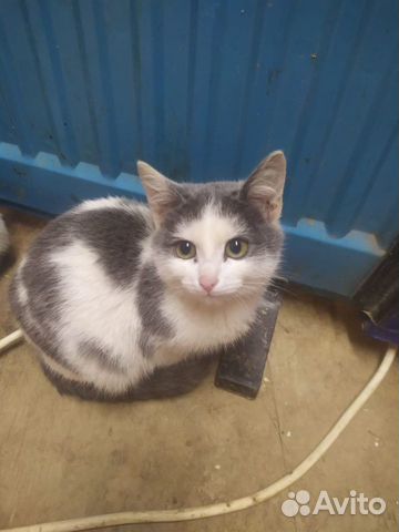 Котята в дар