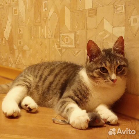 Котёночек-девочка в дар