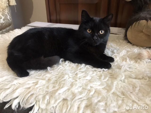 Котята от персидского экзотического кота