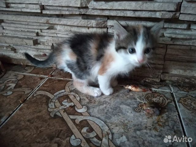 Трехцветный (девочка) и дымчатый (мальчик) котята