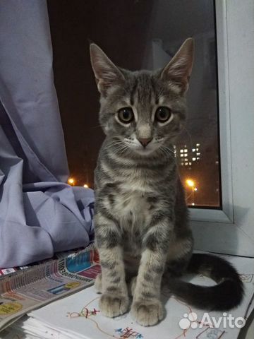 Котёнок 3мес