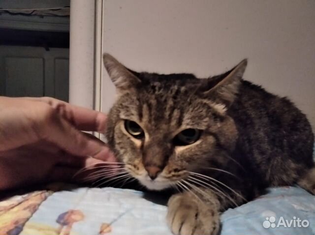 Котик по имени Рысик