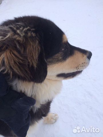 Бурято-монгольский волкодав